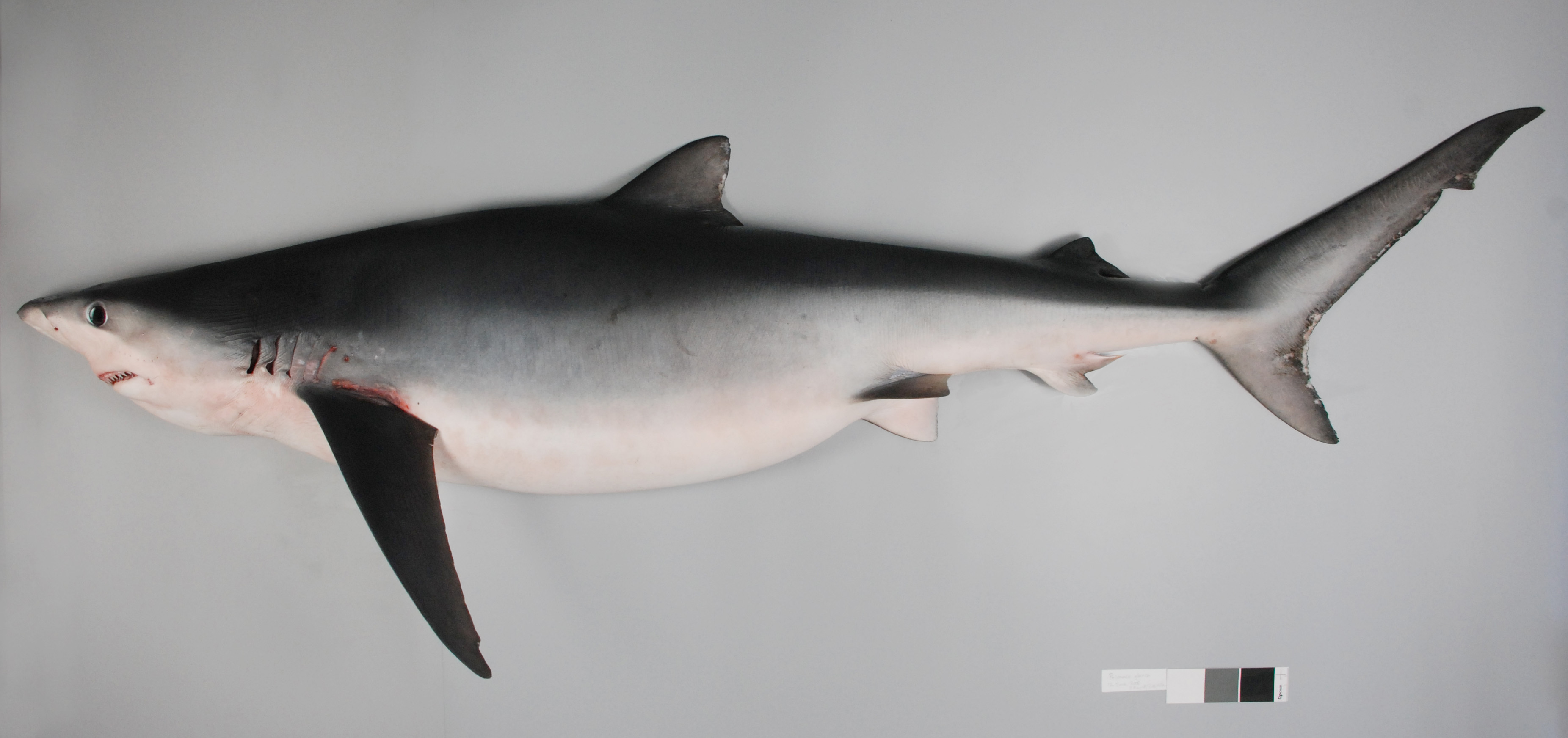 Summer Series Week 2: Sharks of summer | Earth Sciences New Zealand | NIWA